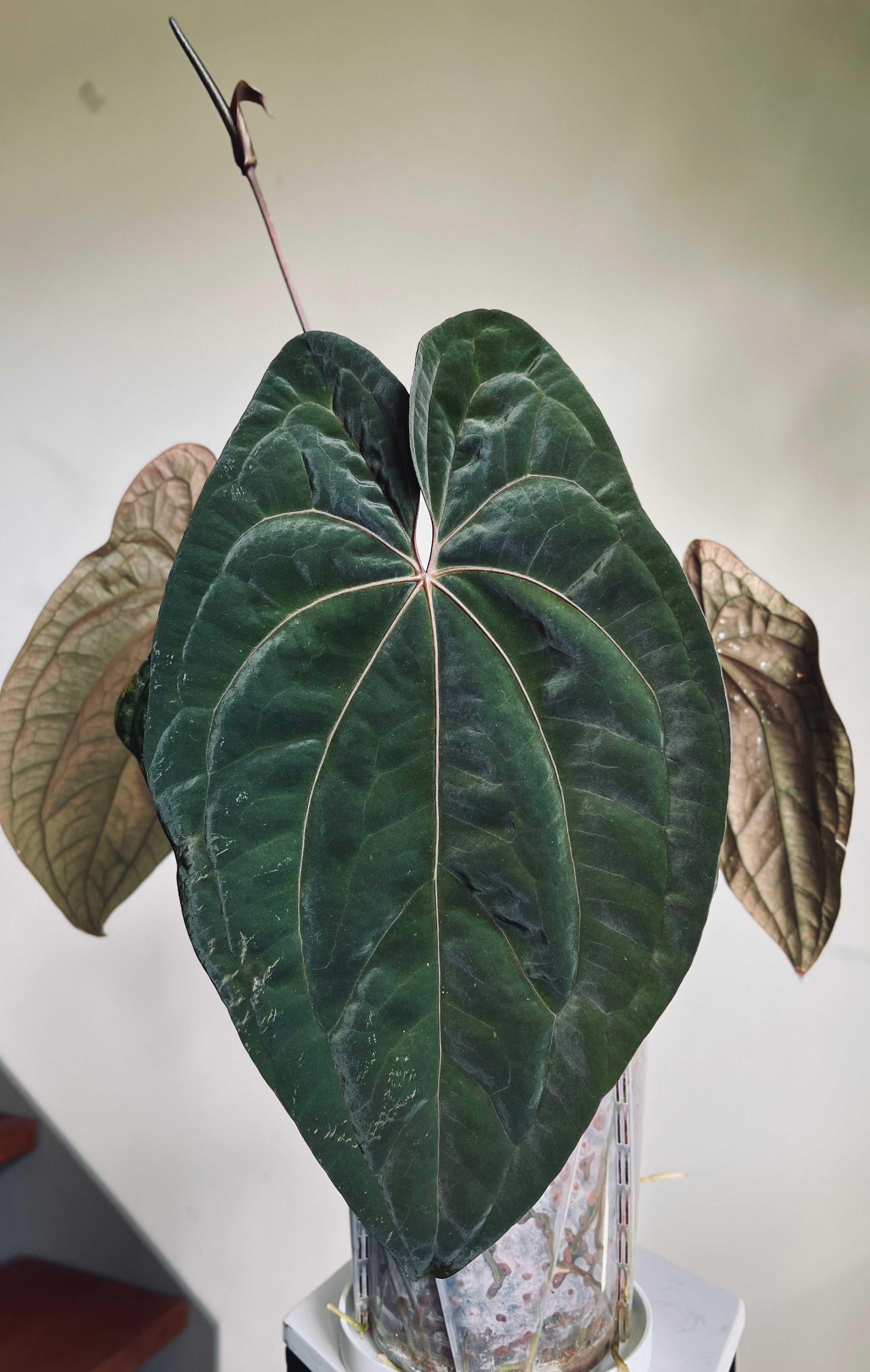 Hydroponic Anthuriums – Anthurium Story